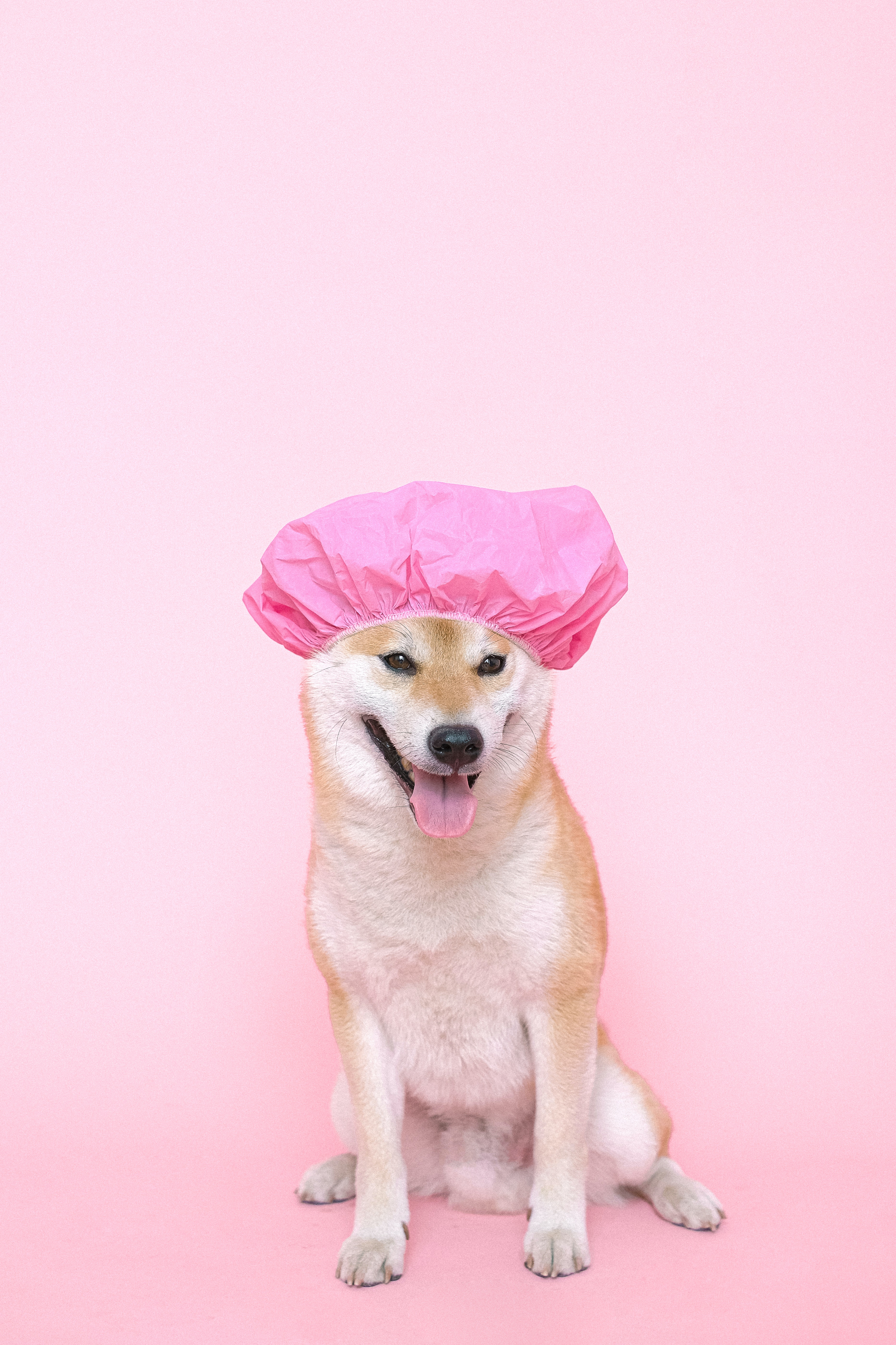 Perfumes para perros y gatos: todo lo que tienes que saber